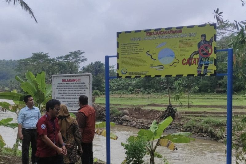 KKP Cadangkan 10 Lokasi Kawasan Pelarangan Penangkapan Ikan Sidat - ANTARA News