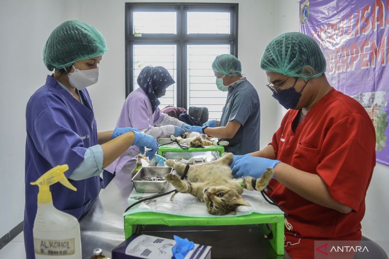 Polisi periksa terduga pelaku pembunuh kucing - ANTARA News Kalimantan Tengah - Berita Terkini ...