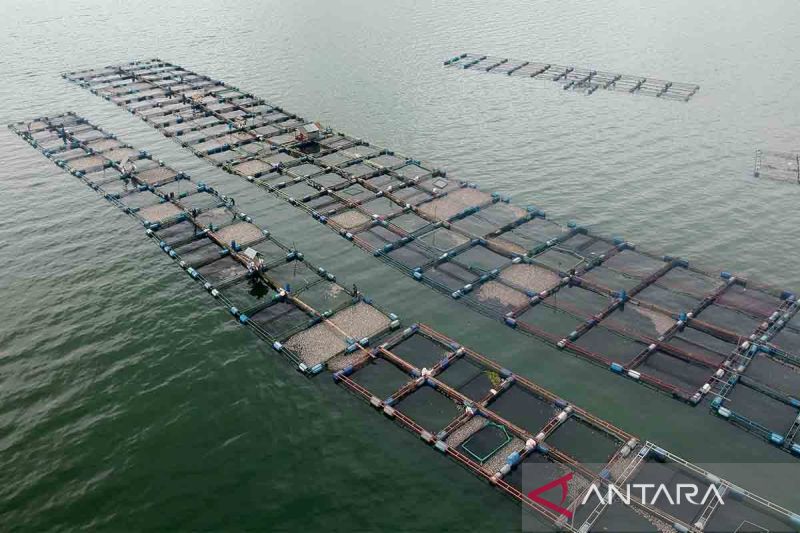 Kematian ikan keramba jaring apung Danau Maninjau - ANTARA News
