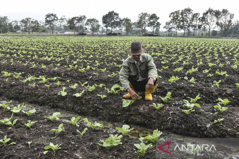 Petani sayur jabung - ANTARA News Jawa Barat
