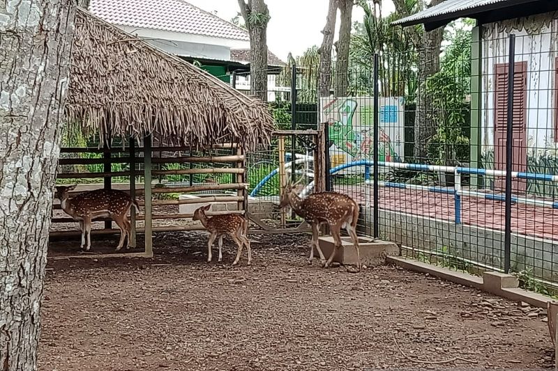 Jember Mini Zoo dikembangkan menjadi lembaga konservasi eduwisata ...