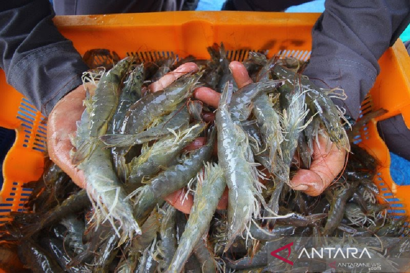 DKP Aceh sediakan cold storage udang, tak lagi dibekukan ke Sumut ...