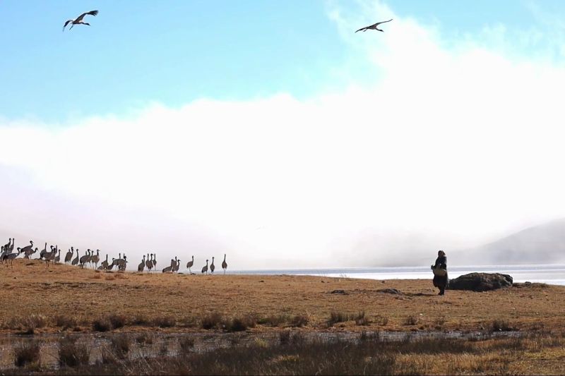 Menengok upaya perlindungan bangau leher hitam di China - ANTARA News