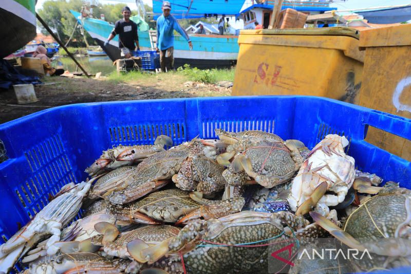 Nilai ekspor rajungan Indonesia - ANTARA News Jawa Barat