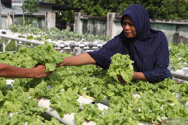 Kemendes minta pemdes masukkan pemanfaatan pekarangan pangan ke RPD ...