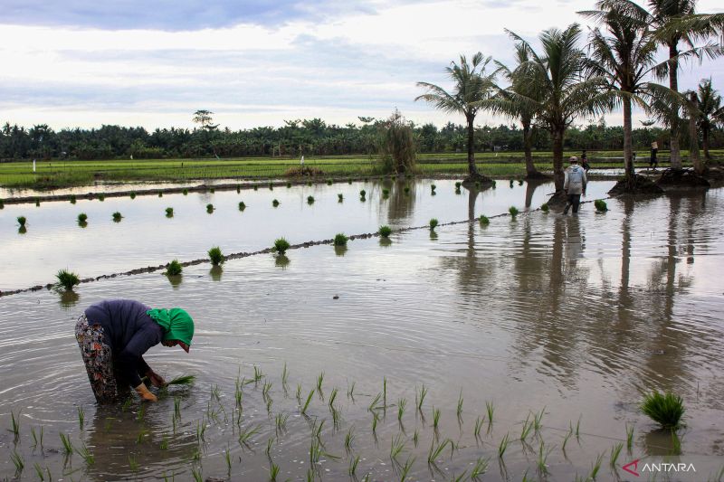 Pemprov Sumut yakini harga beras makin turun awal 2024 - ANTARA News Sumatera Utara