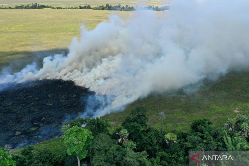 Taman Nasional Rawa Aopa Watumohai di Bombana terbakar - ANTARA News