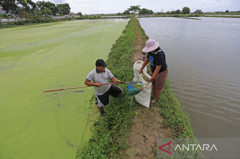 Budidaya Azolla untuk pakan ternak - ANTARA News Jawa Barat