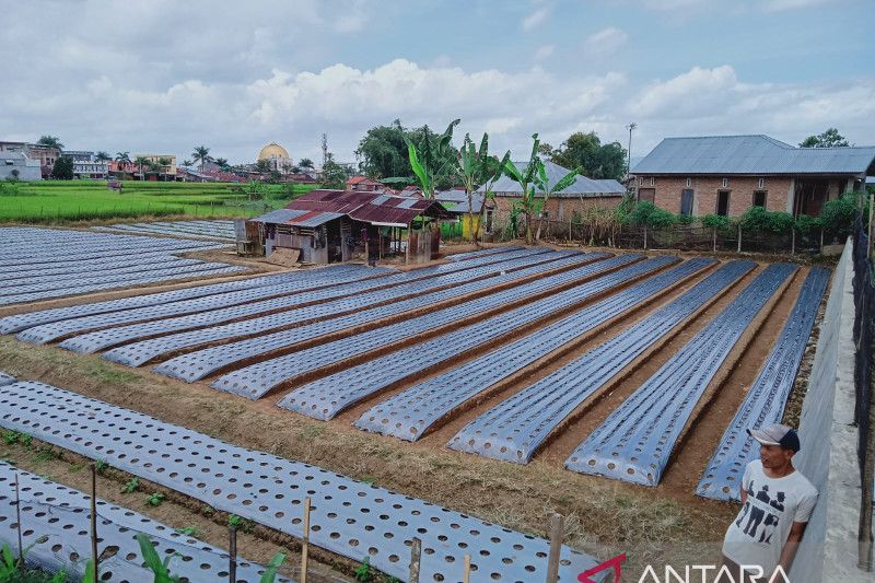 Bukittinggi maksimalkan kegiatan pertanian dan pangan 2023 - ANTARA ...