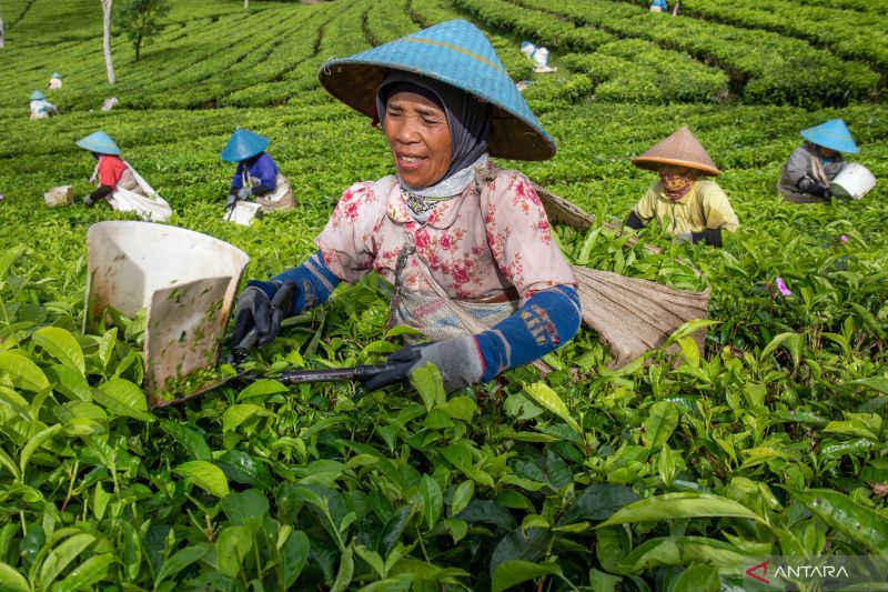 Teh susu atau teh hitam, mana yang lebih sehat dikonsumsi? - ANTARA News