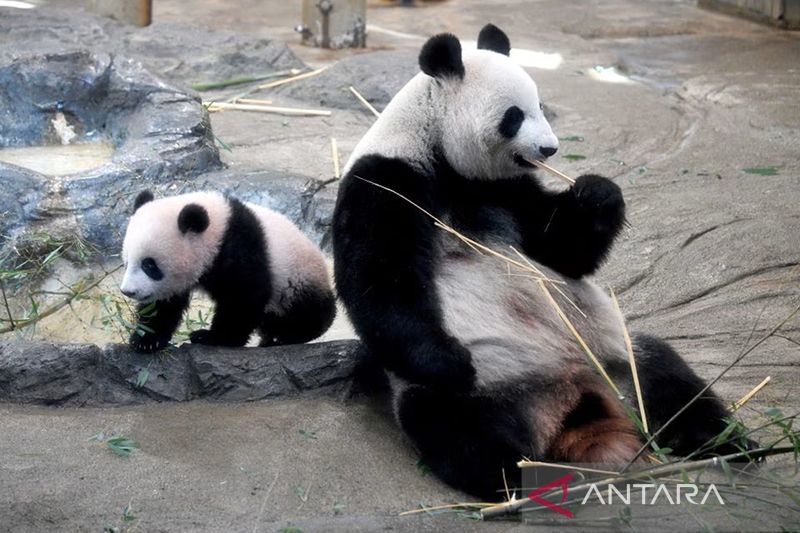 Air mata iringi kepulangan panda China dari Tokyo - ANTARA News