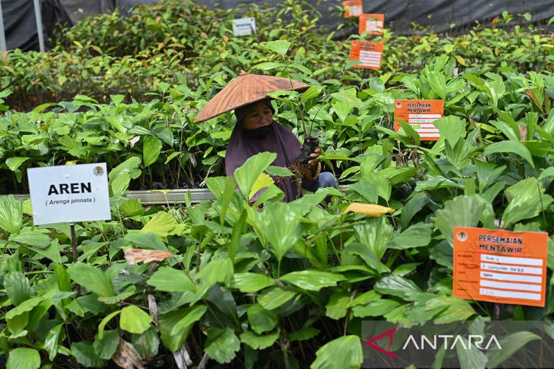 Perluasan kawasan persemaian bibit pohon di IKN - ANTARA News