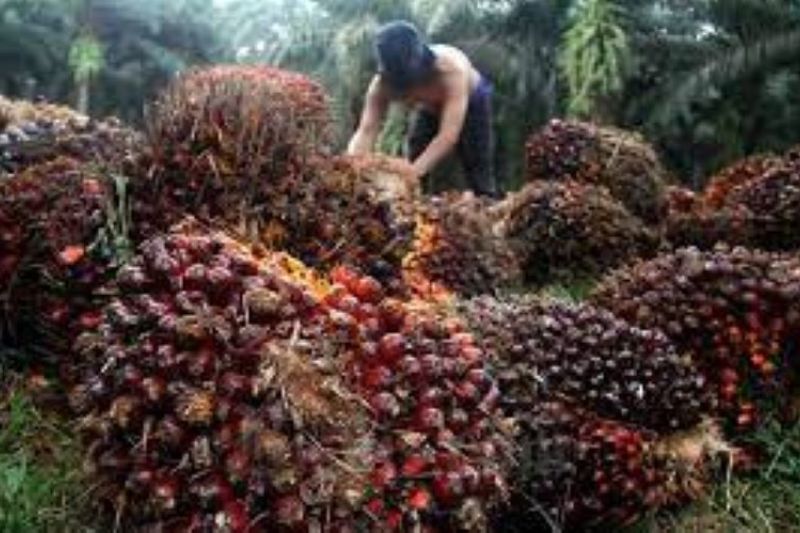 Harga sawit Riau turun Rp187,67/kg - ANTARA News