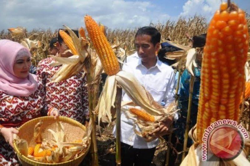 Bulog memastikan pusat pengeringan jagung di Dompu segera beroperasi ...