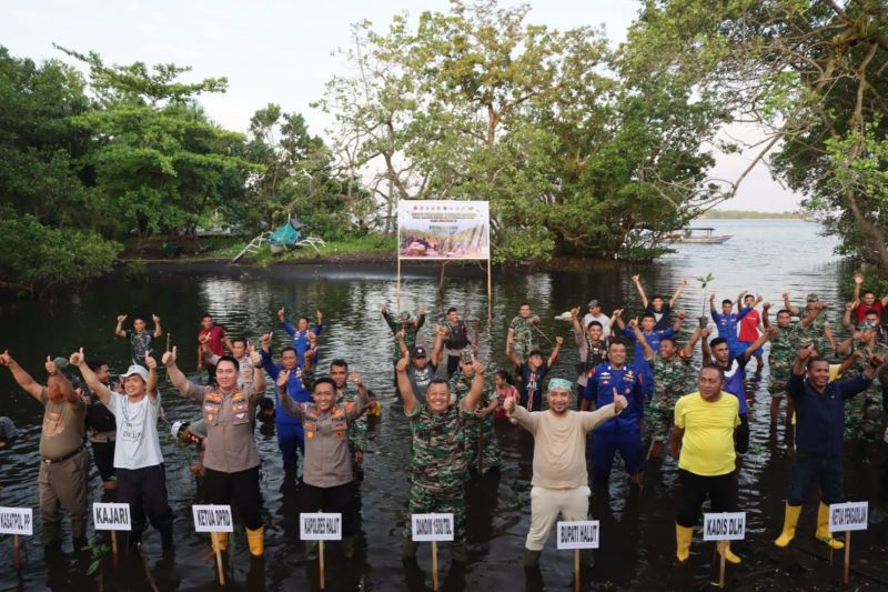 Kodim 1508/Tobelo pimpin penanaman mangrove di Halmahera - ANTARA News ...