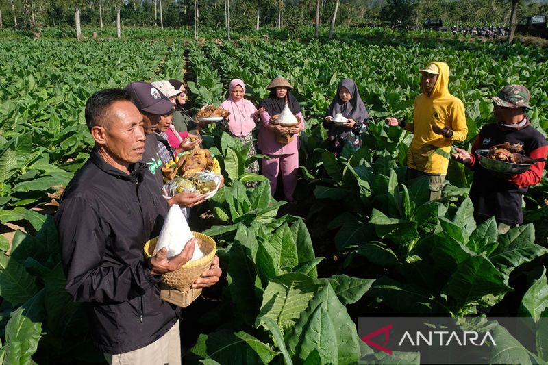 Petani tembakau awali panen dengan doa Miwiti Mbako - ANTARA News