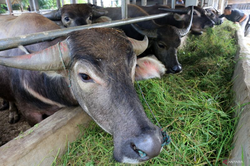 Kerbau sebagai strategi meningkatkan daging dalam negeri - ANTARA News