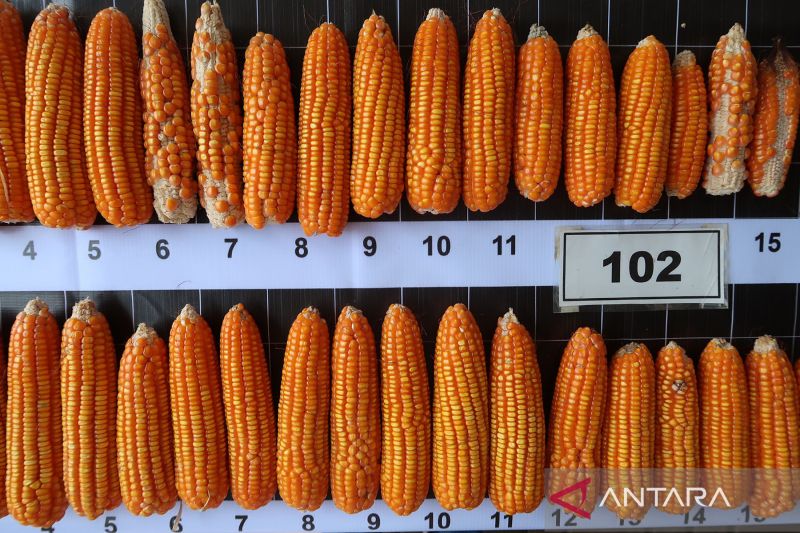 Rekayasa genetik untuk masa depan pangan - ANTARA News