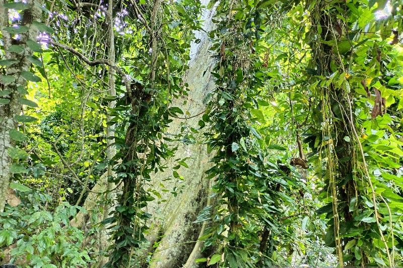 Jejak.in: Adopsi pohon di Hutan Ranjuri Sulteng gerakkan ekonomi ...