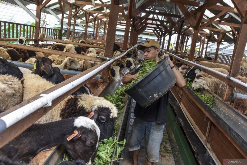 BRIN paparkan optimisme pakan lokal untuk ternak bisa mengglobal ...