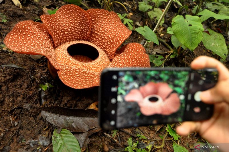 Bunga Rafflesia Arnoldi mekar di Kabupaten Kepahiang, Bengkulu - ANTARA ...