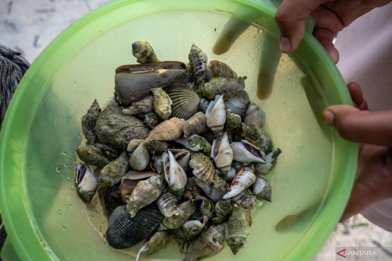 Mengenal manfaat lendir siput untuk perawatan kulit - ANTARA News