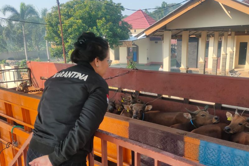 Karantina Pertanian Lampung tolak 31 ekor sapi asal Bima - ANTARA News
