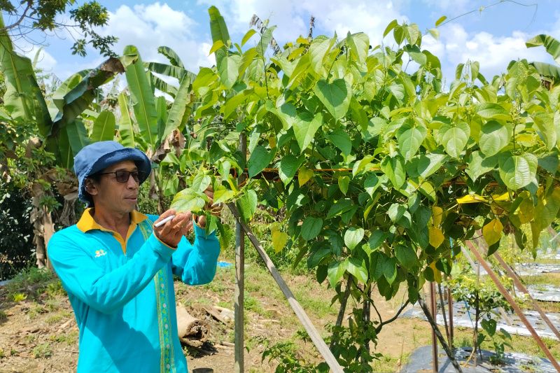 Petani Jaro kembangkan budidaya kacang Sacha Inchi - ANTARA News ...