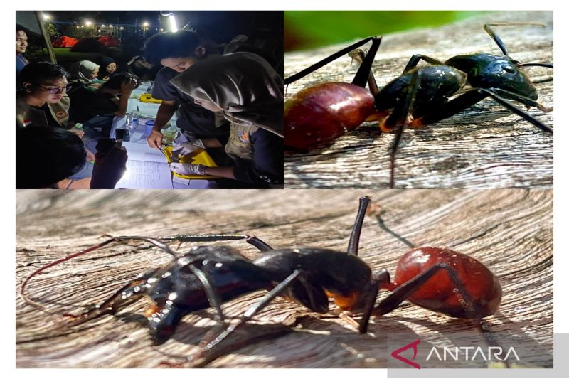 Semut raksasa huni Taman Biodiversitas Lembah Bukit Manjai Kalsel ...