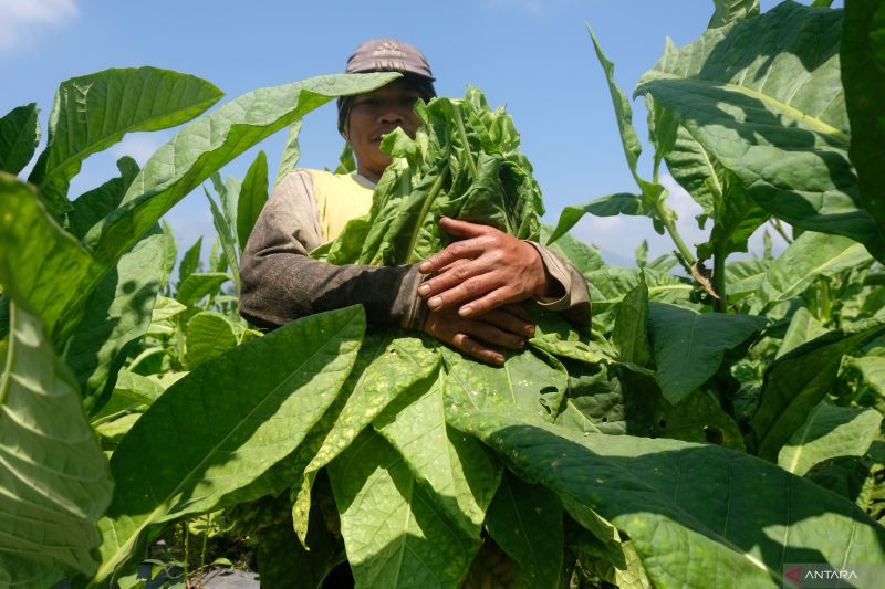 BRIN rakit varietas tembakau tahan banjir - ANTARA News