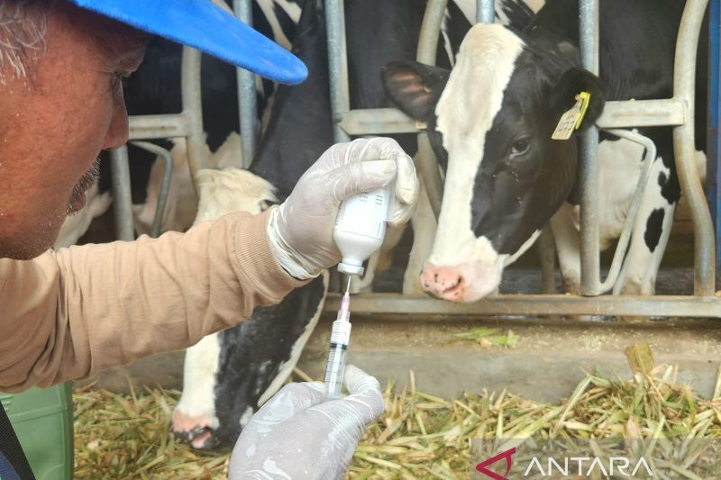 Pemprov Jatim upayakan pemulihan performa sapi perah - ANTARA News Jawa ...