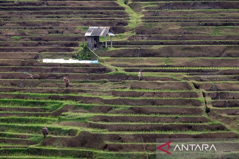 Jokowi sebut krisis pangan sebagai dampak nyata perubahan iklim ...