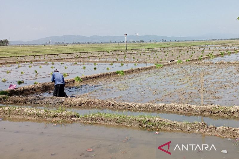 Dispertan: Sebagian petani di Cilacap masuki musim tanam pertama ...
