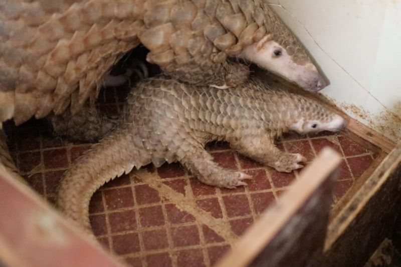 Spesies tenggiling baru ditemukan di China - ANTARA News