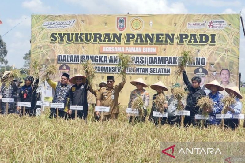 Kalsel produksi 810 ribu ton padi hingga Oktober 2023 - ANTARA News