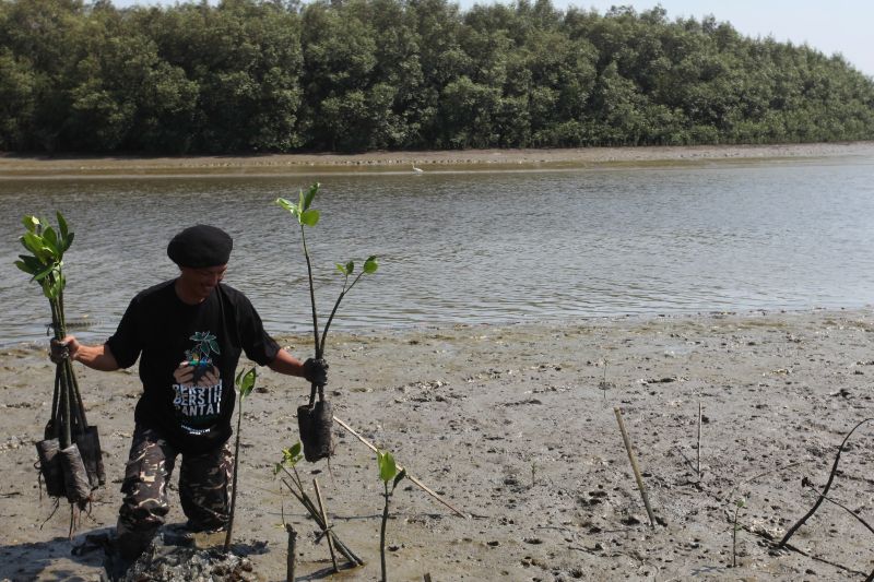 PBNU dan ratusan santri tanam 2.500 bibit mangrove di Surabaya - ANTARA ...