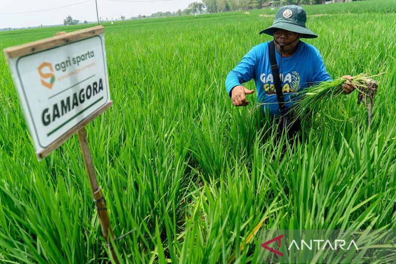 Pengembangan varietas padi unggul Gamagora 7 - ANTARA News