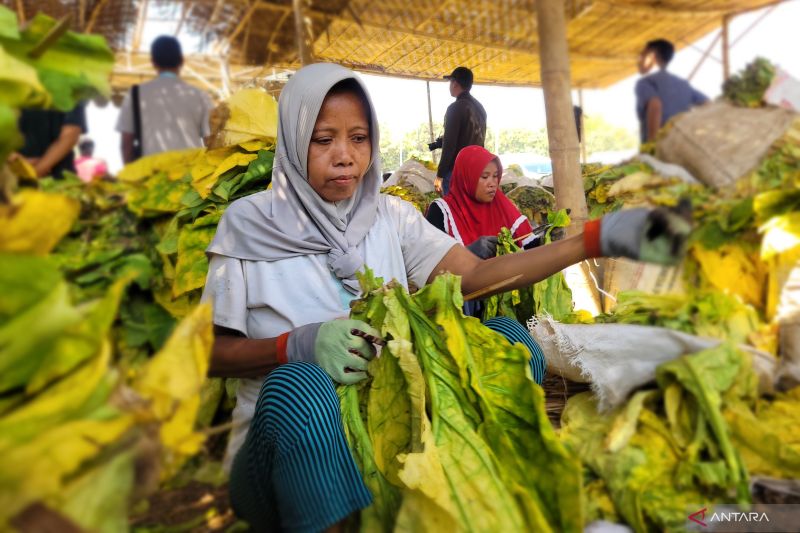 Pemkab Situbondo latih IKM kelola industri hasil tembakau - ANTARA News