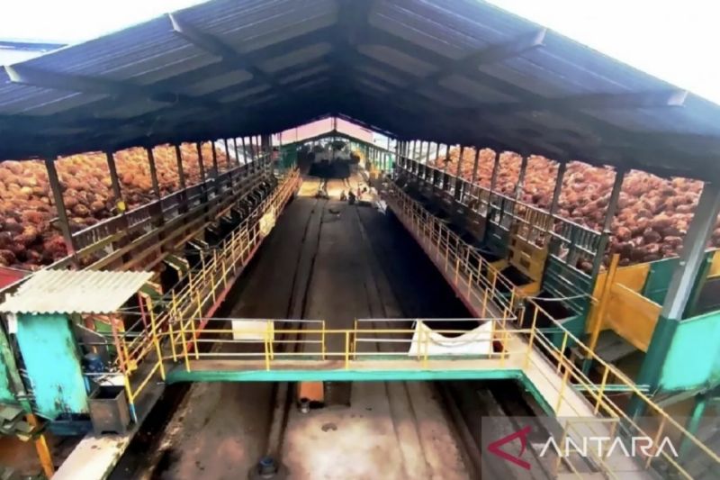 PTPN V-Semen Padang kerja sama manfaatkan biomassa tandan kosong sawit ...