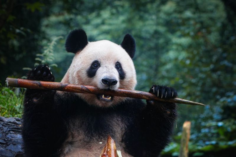 China dirikan pusat konservasi dan penelitian panda raksasa nasional ...