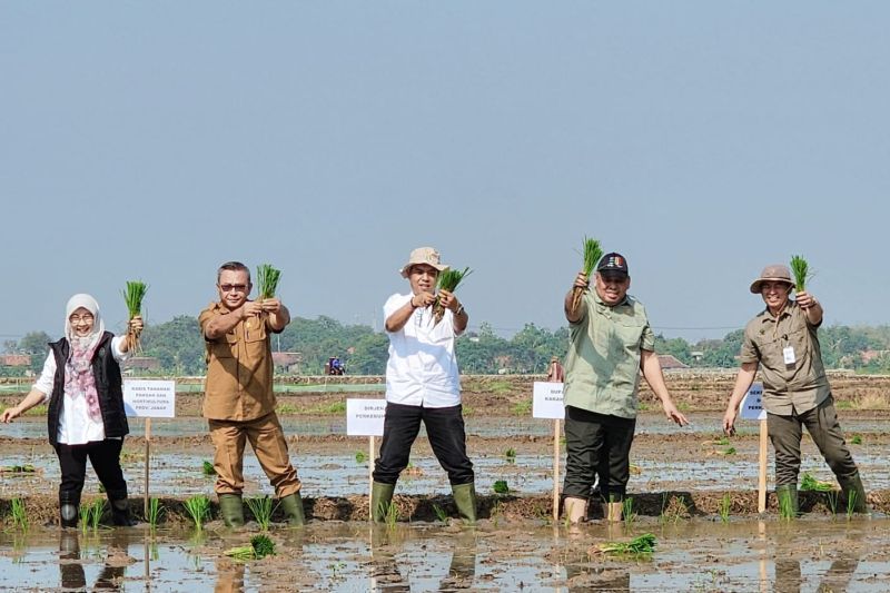 Percepatan tanam padi untuk mewujudkan swasembada pangan - ANTARA News