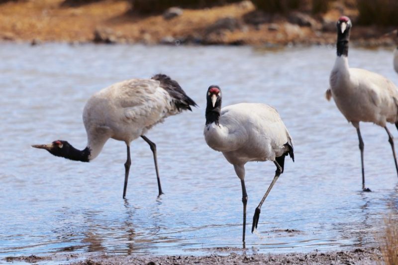 Cagar alam China laporkan rekor jumlah bangau langka bermigrasi - ANTARA News