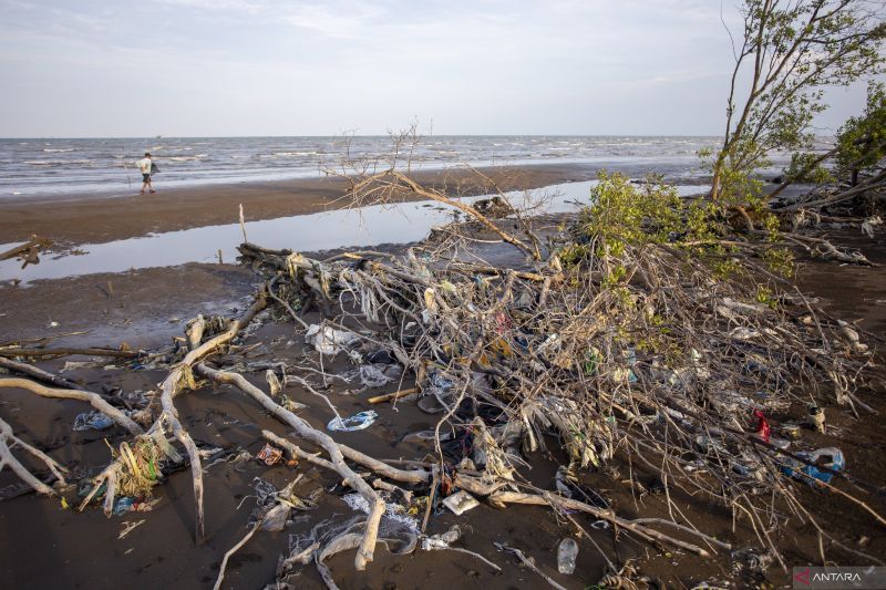 Mangrove, penyeimbang keanekaragaman hayati dan upaya mitigasi bencana - ANTARA News Bangka Belitung