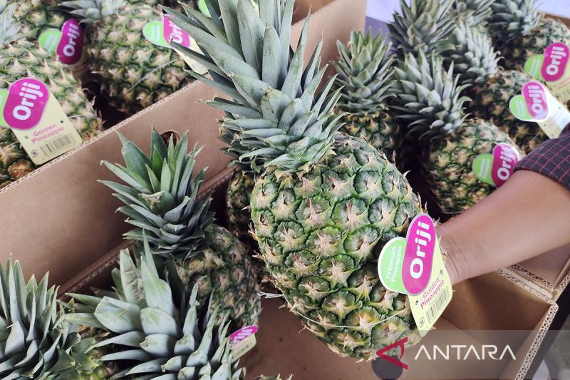 Nanas Lampung yang kian melambung di mancanegara - ANTARA News