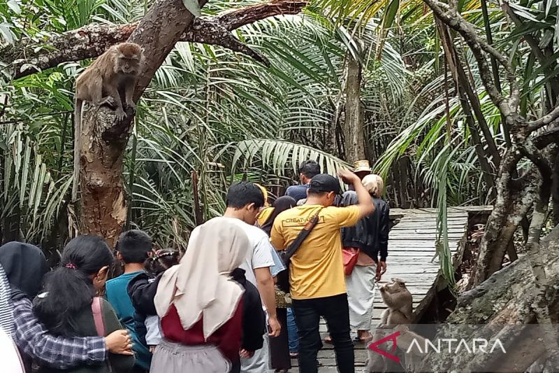 Menengok pulau para kera di situs Geopark Meratus Pulau Kembang - ANTARA News Kalimantan Selatan