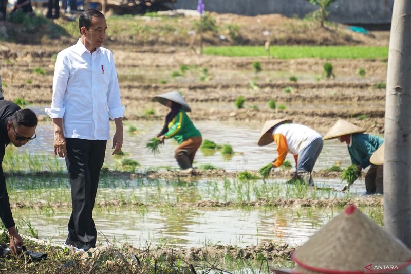 Presiden meninjau tanam padi dan berdialog dengan petani di Kabupaten Pekalongan - ANTARA News