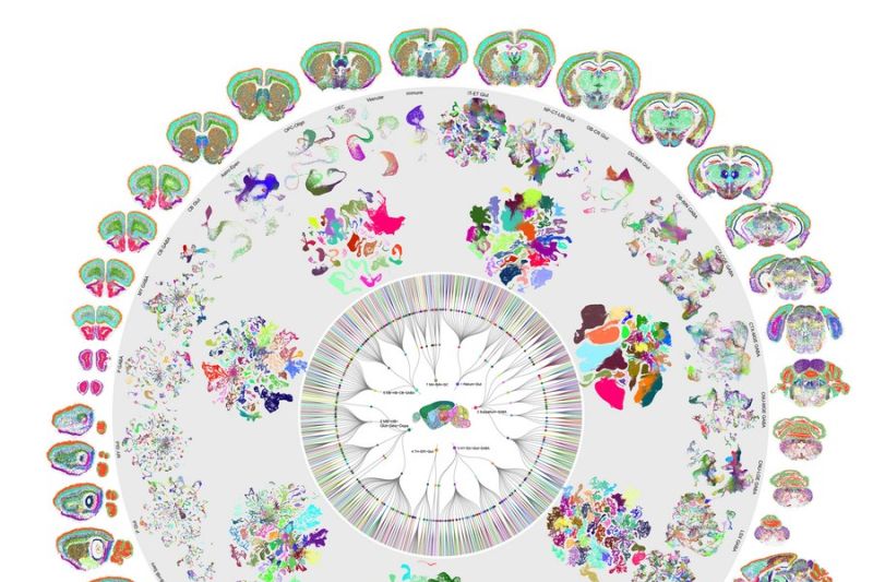 Ilmuwan ungkap peta sel lengkap dan menyeluruh dari otak mamalia ...