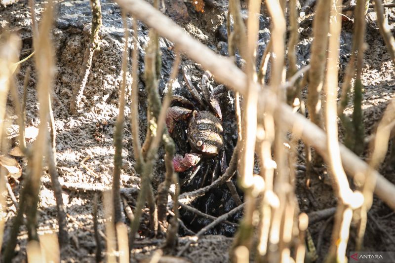 Pesona KRM Surabaya, kebun raya mangrove terbesar di Asia Tenggara ...