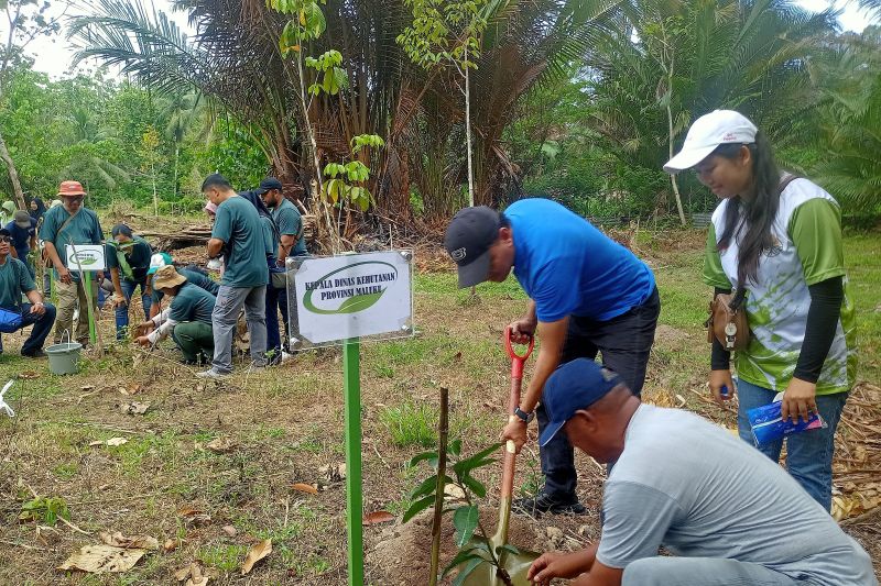 Dinas Kehutanan Maluku bangun hutan rakyat tumbuhkan budaya menanam ...