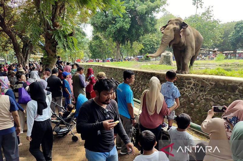 Mengenal lebih dekat pusat konservasi satwa Ragunan - ANTARA News